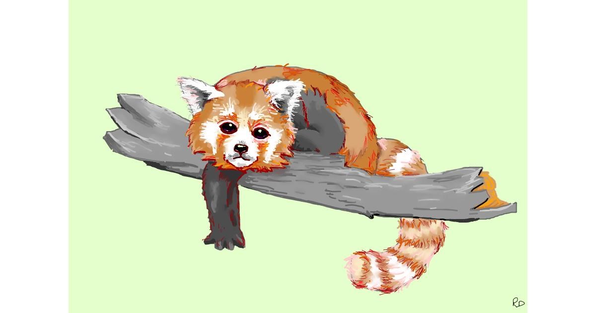Red Panda Drawing Red Pandas 🌱 #art #artwork #digitalart #digital
