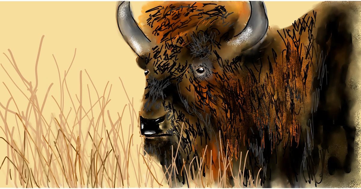 Bison Drawing - Gallery and How to Draw Videos!