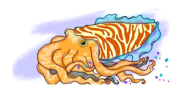 Drawing of Cuttlefish by Debidolittle - Drawize Gallery!