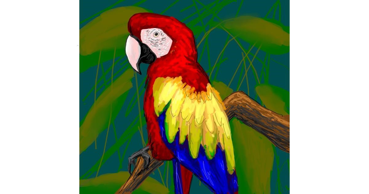 Drawing of Parrot by Scott - Drawize Gallery!
