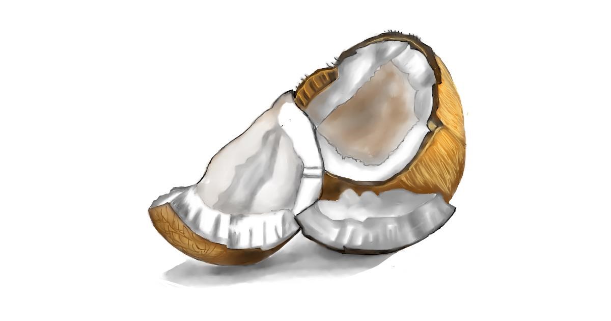 Drawing of Coconut by Jan - Drawize Gallery!