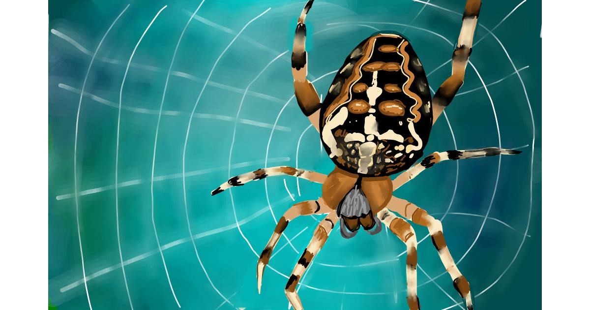 Drawing of Spider by Rose rocket - Drawize Gallery!