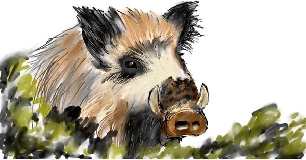 Wildschwein Zeichnung von Eclat de Lune - Drawize Galerie!
