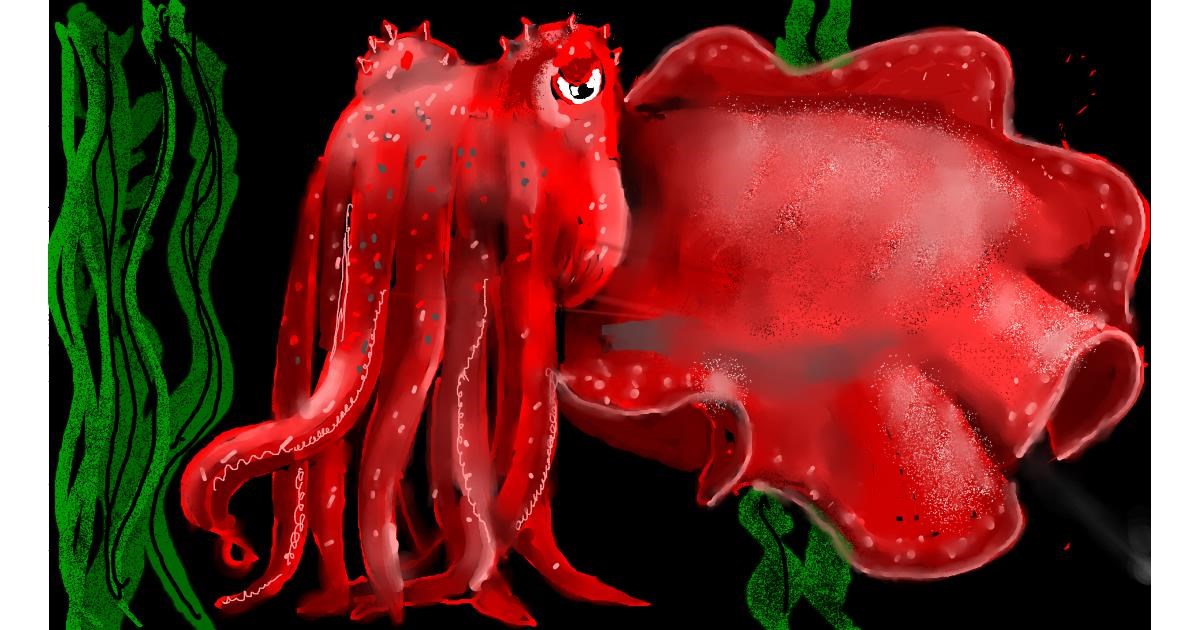 Cuttlefish Drawing - Gallery and How to Draw Videos!
