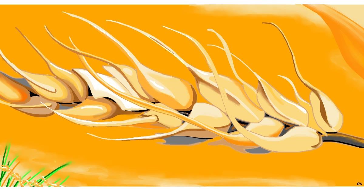 Wheat Drawing - Gallery and How to Draw Videos!