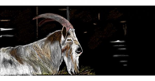 Drawing of Goat by Chaching - Drawize Gallery!