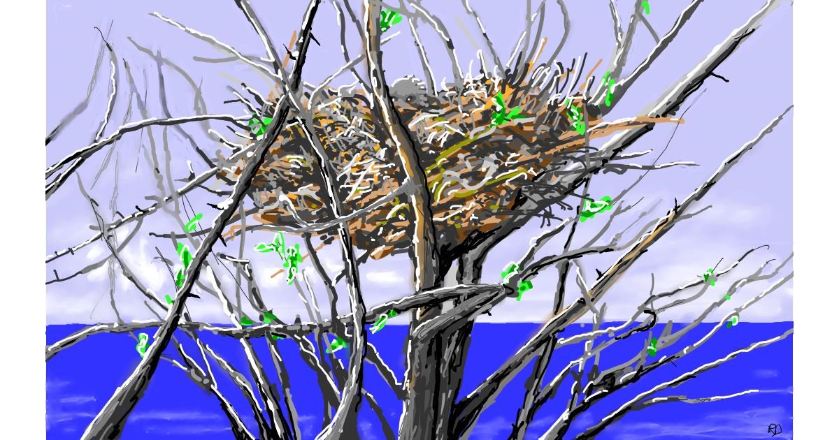 Nest Drawing - Gallery and How to Draw Videos!