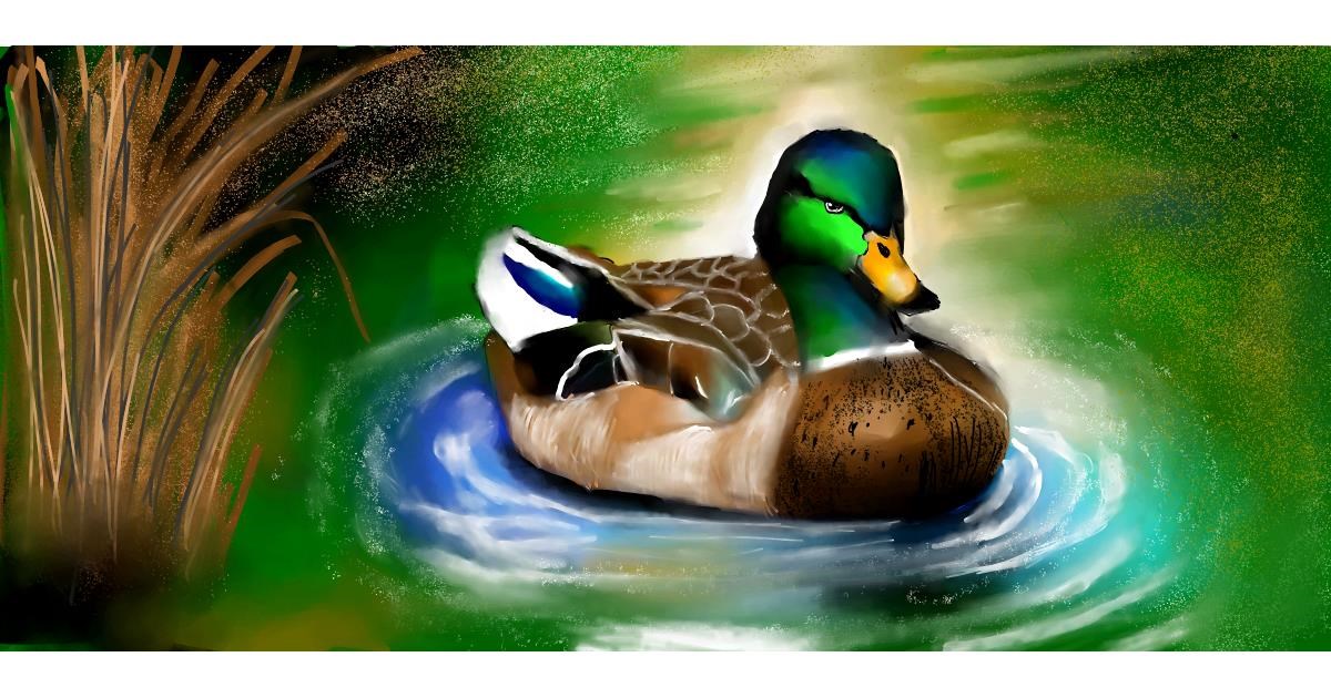 Duck Drawing - Gallery and How to Draw Videos!