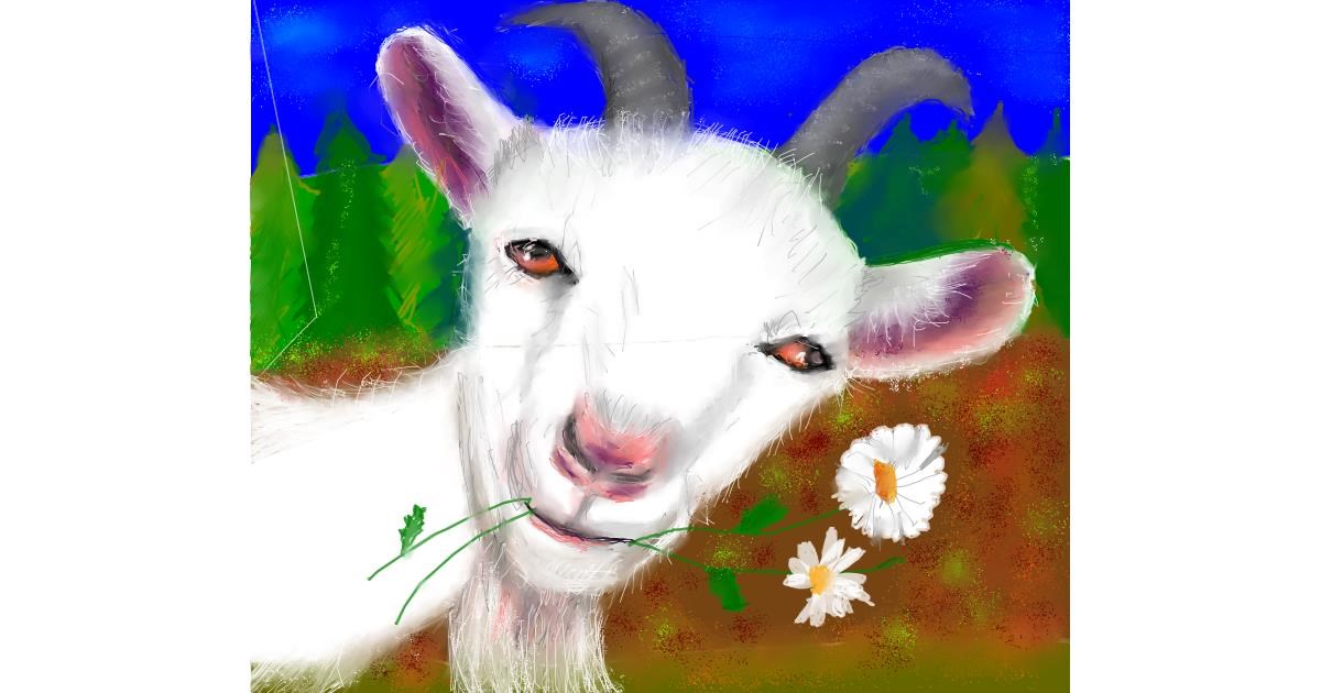 Watch Yasi draw Goat!