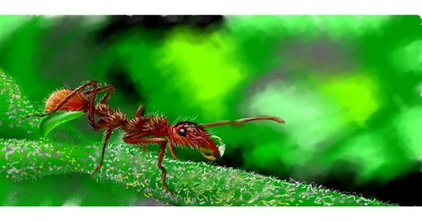 Mrav - crteži: Galerija i upute za crtanje