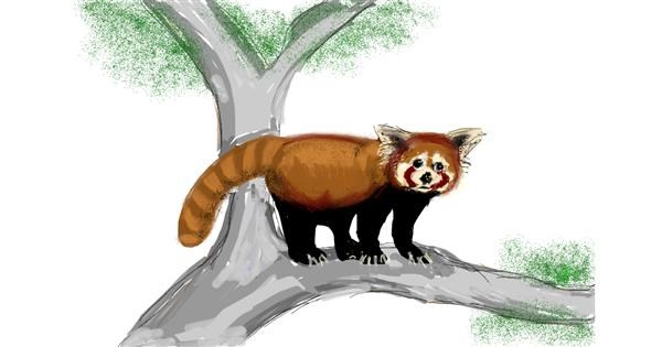 Drawing of Red Panda by Rhonda - Drawize Gallery!