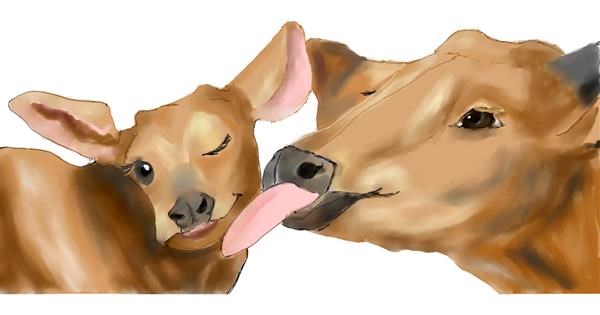 Drawing of Cow by Kim - Drawize Gallery!