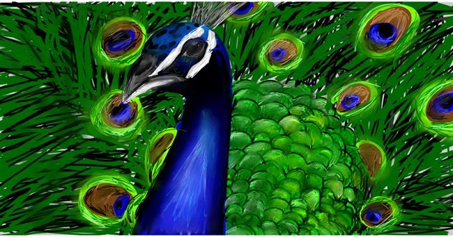 Paun - crtež od autora: Mia - Drawize galerija!