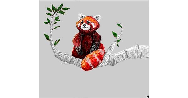 Red Panda Drawing - Gallery and How to Draw Videos!
