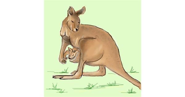Drawing of Kangaroo by camay - Drawize Gallery!