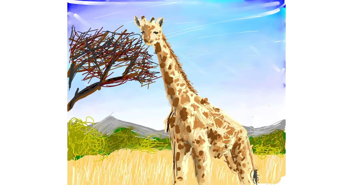 Watch Muni draw Giraffe!