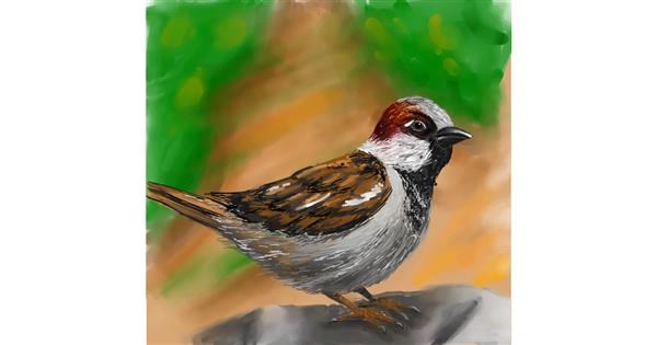 Vrabac - crtež od autora: Andromeda - Drawize galerija!