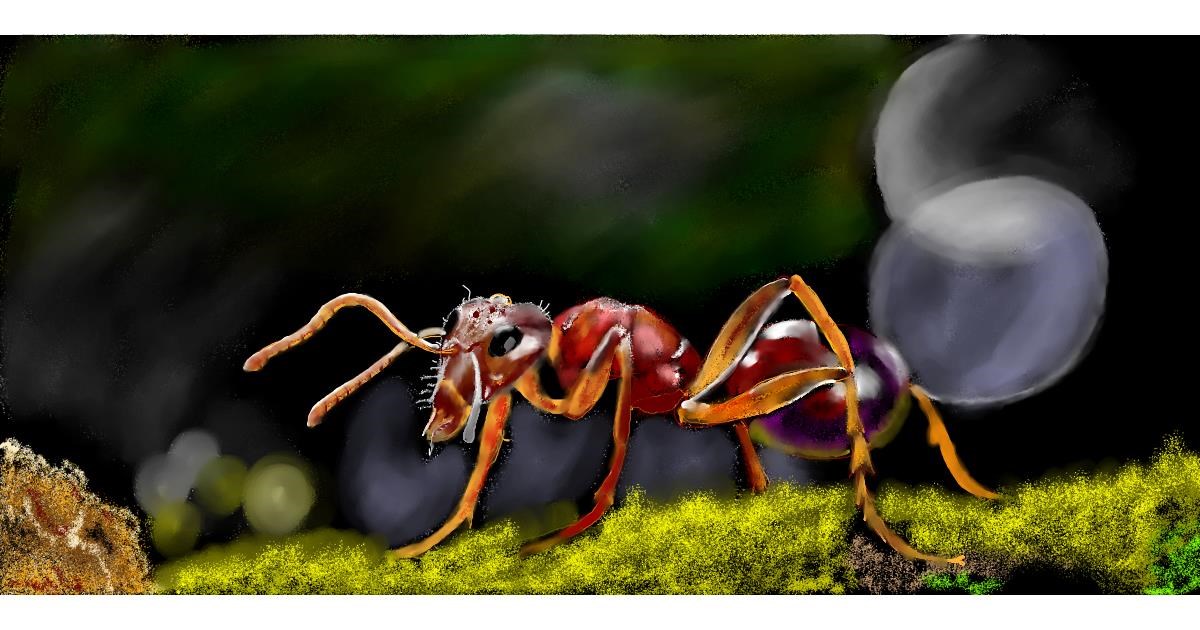 Watch Chaching draw Ant!