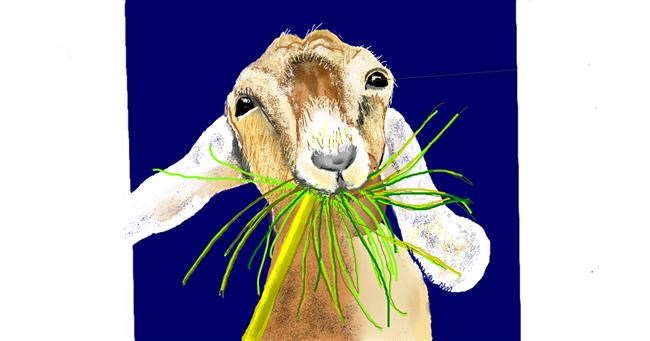 Drawing of Goat by GJP - Drawize Gallery!