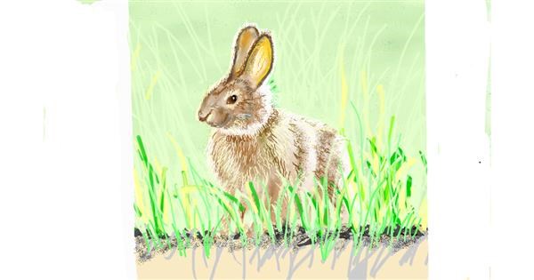 Drawing of Rabbit by GJP - Drawize Gallery!