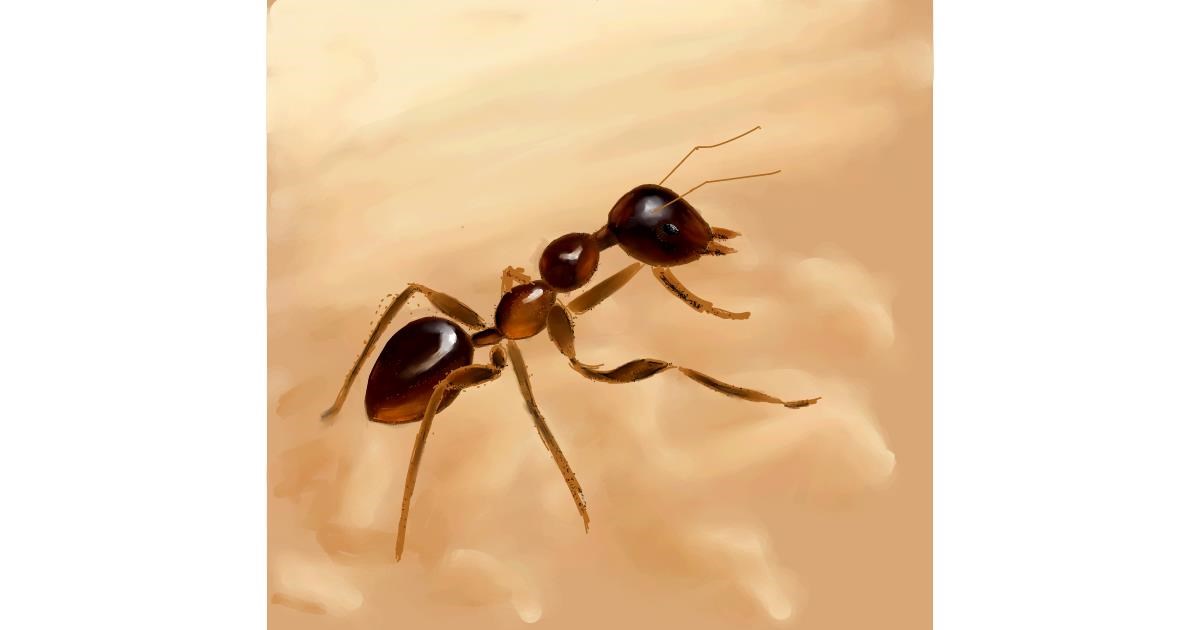 Mrav - crtež od autora: Andromeda - Drawize galerija!