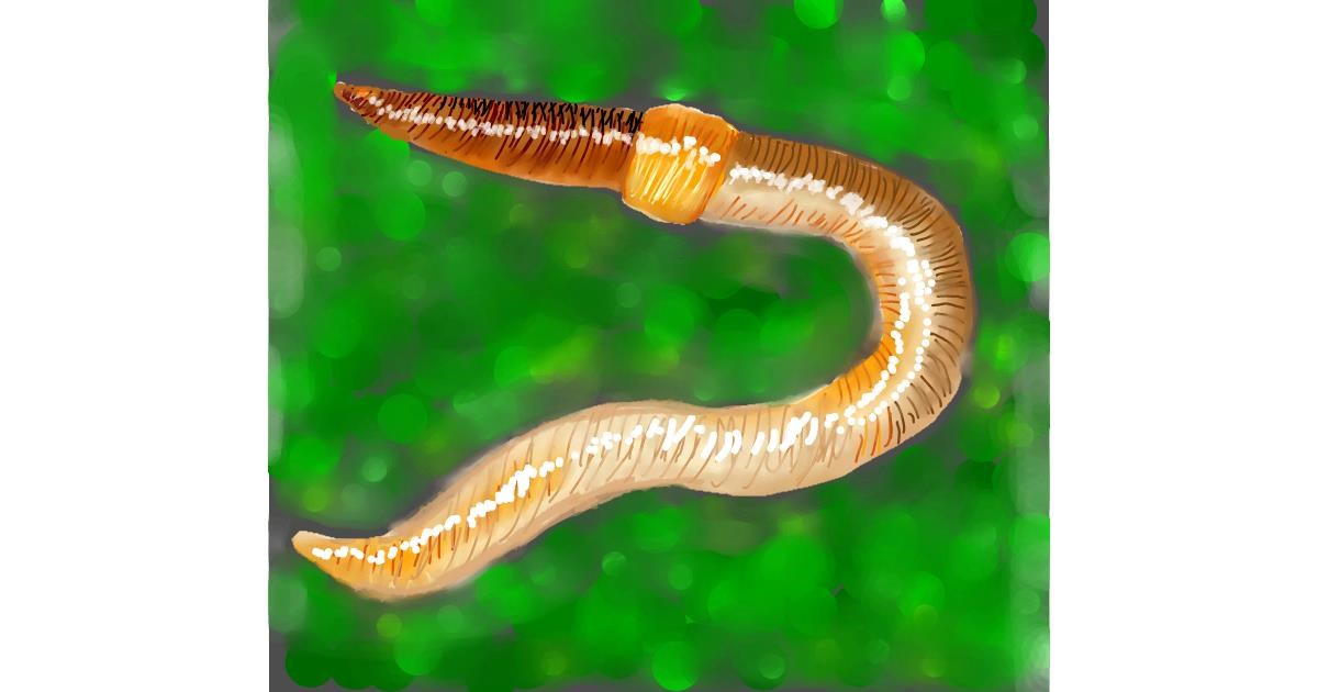 Worm Drawing - Gallery and How to Draw Videos!