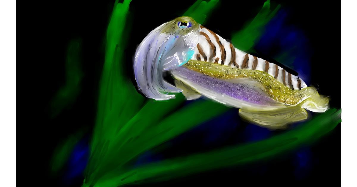 Watch Mia draw Cuttlefish!