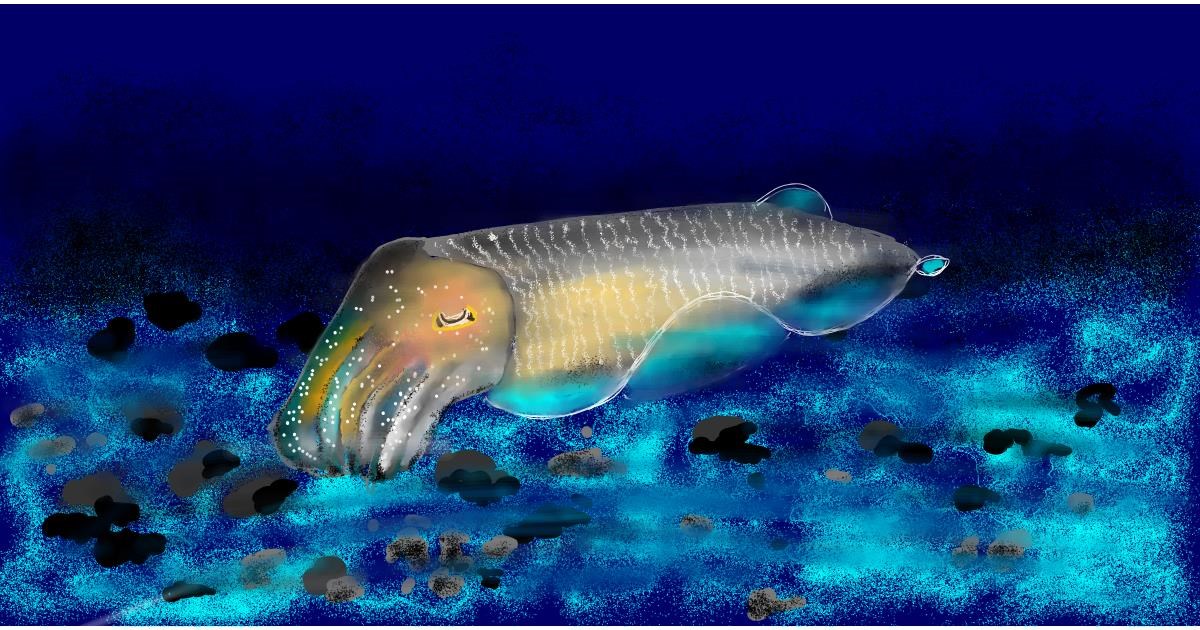 Cuttlefish Drawing - Gallery and How to Draw Videos!