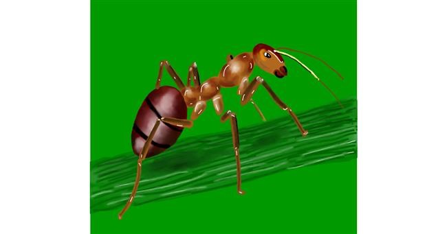 Mrav - crtež od autora: Joze - Drawize galerija!