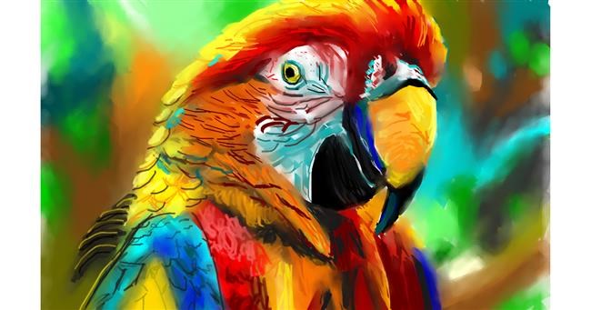Drawing of Parrot by Herbert - Drawize Gallery!