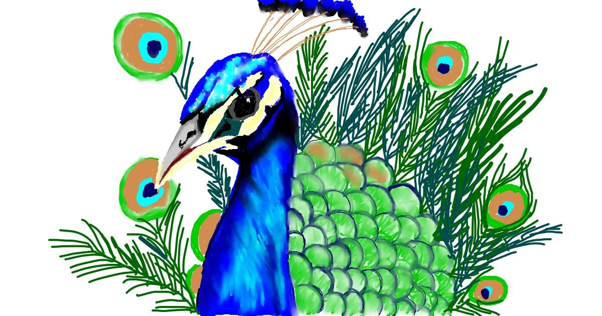 Watch Tim draw Peacock!