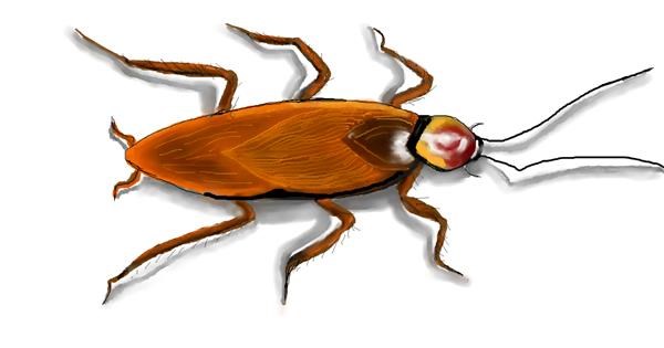 Drawing of Cockroach by DebbyLee - Drawize Gallery!