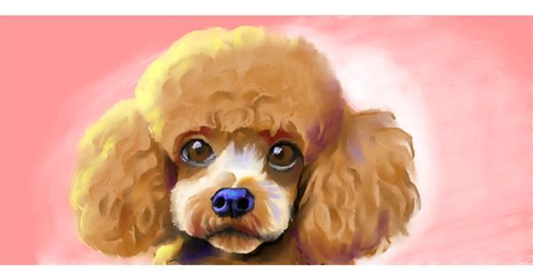 Poodle Drawing - Gallery and How to Draw Videos!