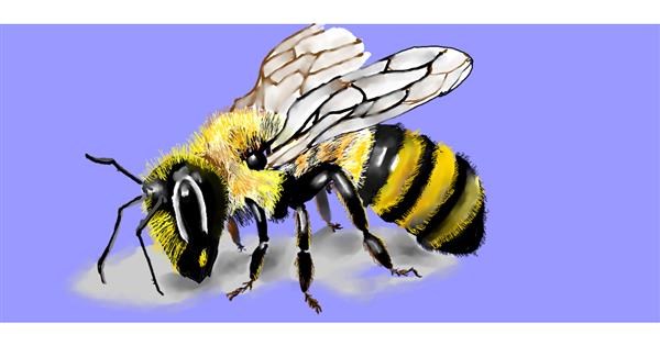 Drawing of Bee by Kim - Drawize Gallery!